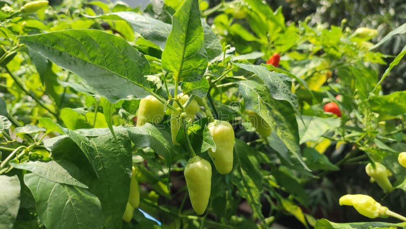 Red chili tree stock photo. Image of green, herb, evergreen - 271119398