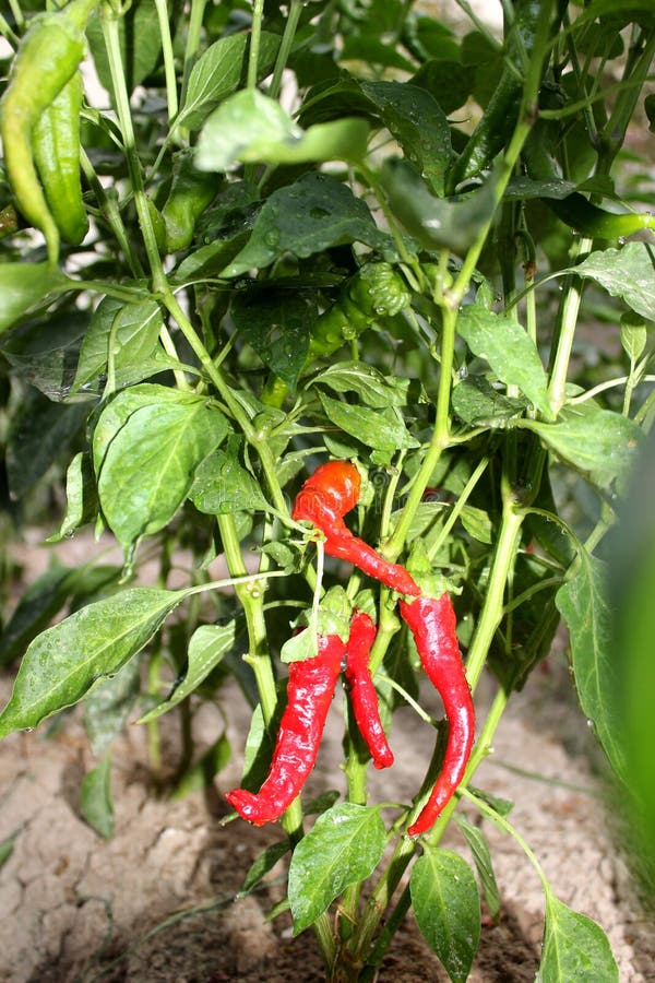 Red Chili Tree stock image. Image of leaf, macro, food - 78425709