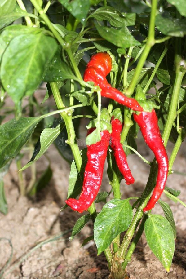 Red Chili Tree stock image. Image of spicy, tabasco, natural - 78427269