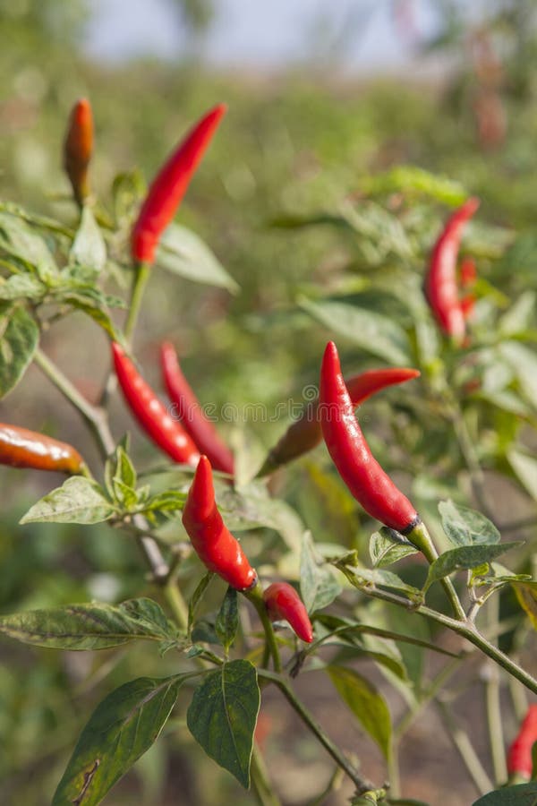 Red chili on tree stock photo. Image of color, freshness - 66074380