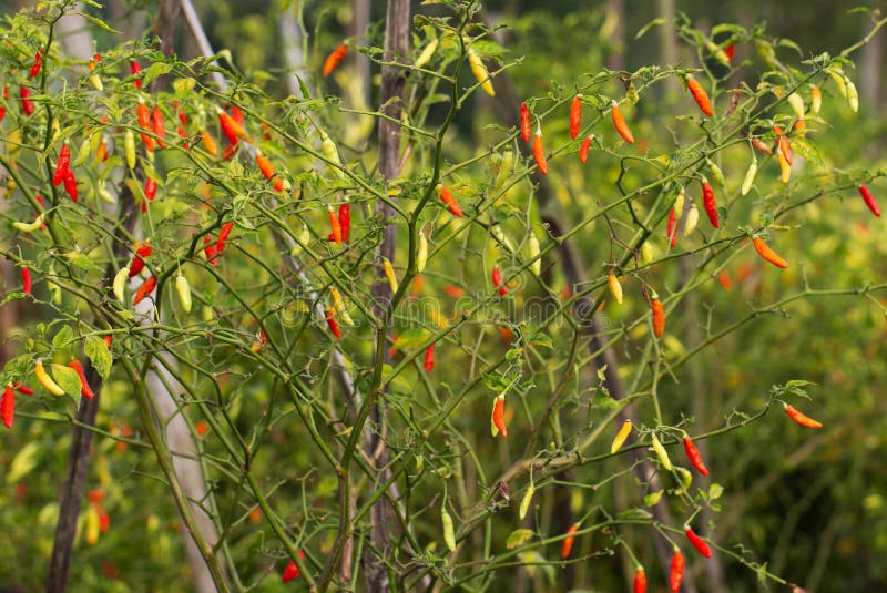 Red Chili Tree. Hot Red Chili Stock Image - Image of outdoor, pepper ...
