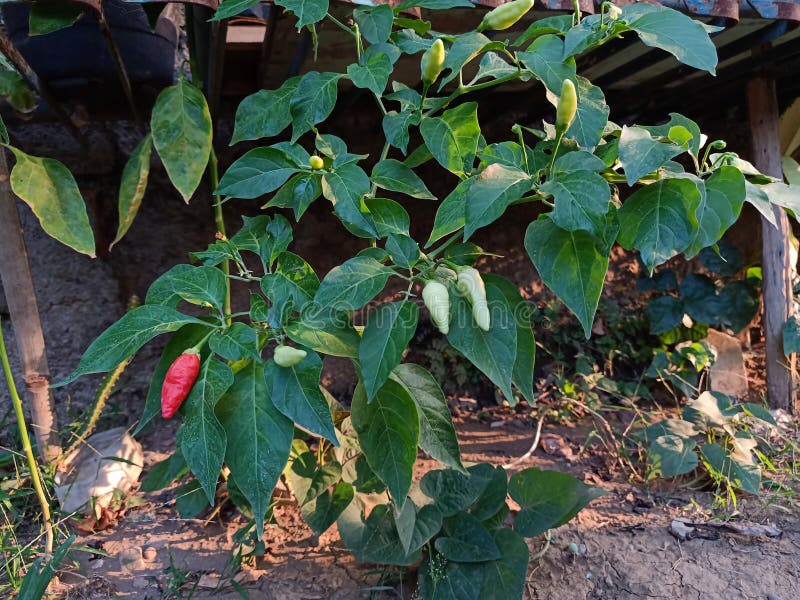 Red chili tree stock photo. Image of cayenne, tree, outdoor - 155739208