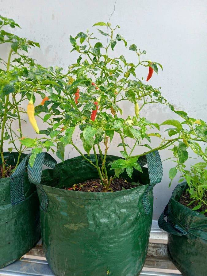Red Chili Tree Planted in Pots Stock Image - Image of pots, vegetable ...