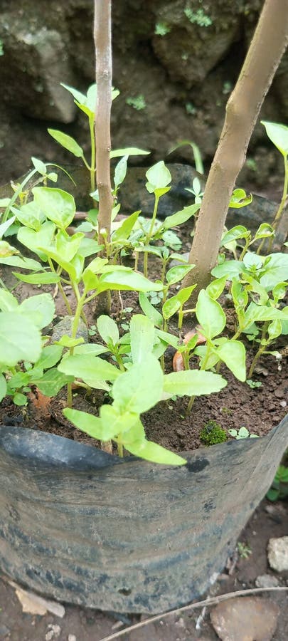 Red chili tree saplings stock photo. Image of chili - 367581082