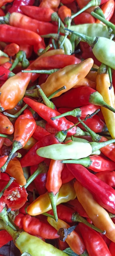 Red Chili very spicy taste stock photo. Image of chili - 269657614