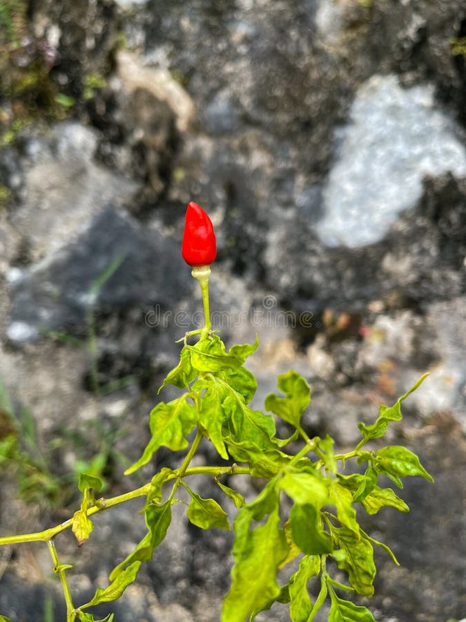 Chilli stock image. Image of chilies, yard, chilli, grow - 276080665