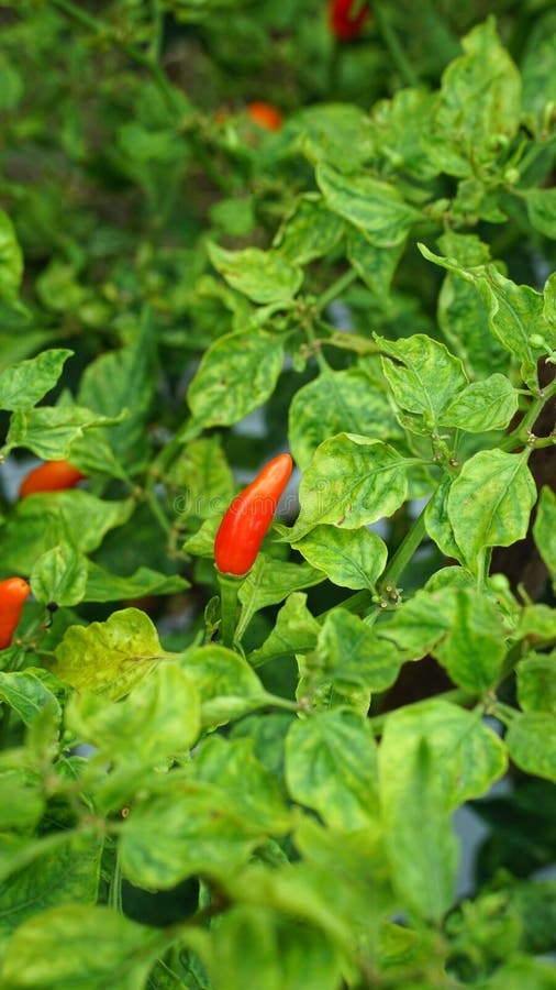 Red Chilies Growing on Trees on Farm Stock Image - Image of natural ...
