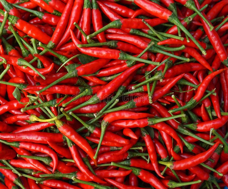 Red Chill Pepper Stock Photo - Image: 62619946