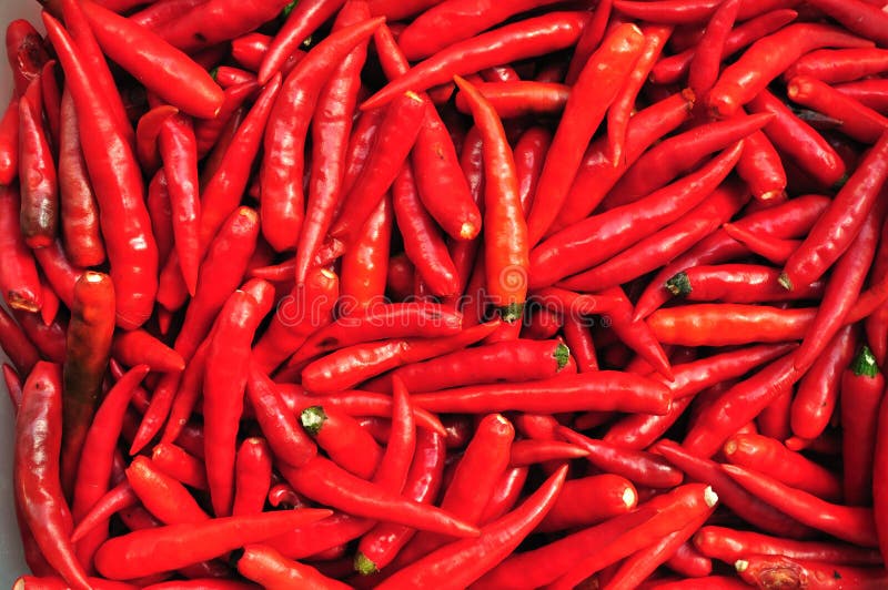 Red chilli stock image. Image of eating, culinary, fiery - 20469315