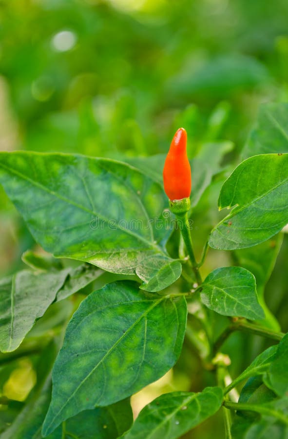 Red chilli stock image. Image of chili, herb, fresh, vegetable - 21882849