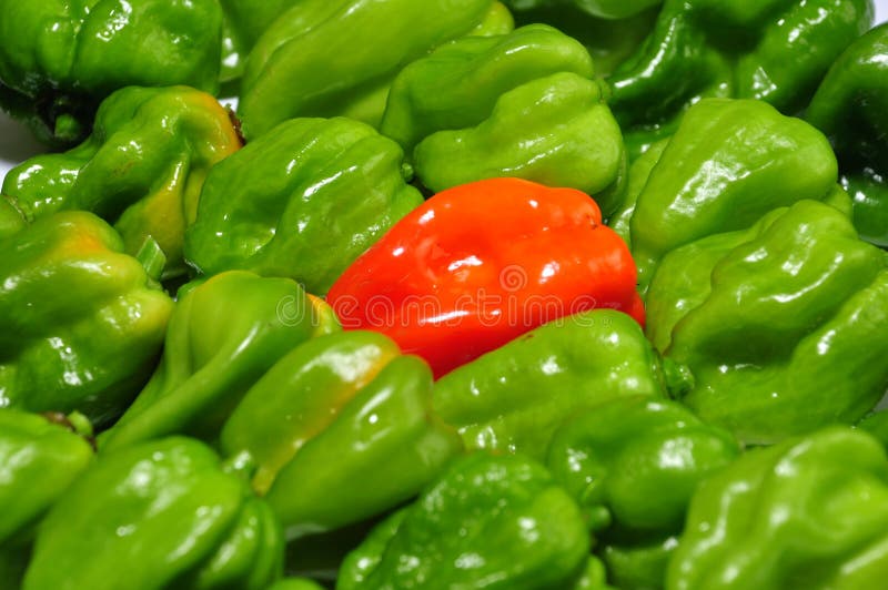 Red chilli stock photo. Image of cook, chile, food, condiment - 23804870