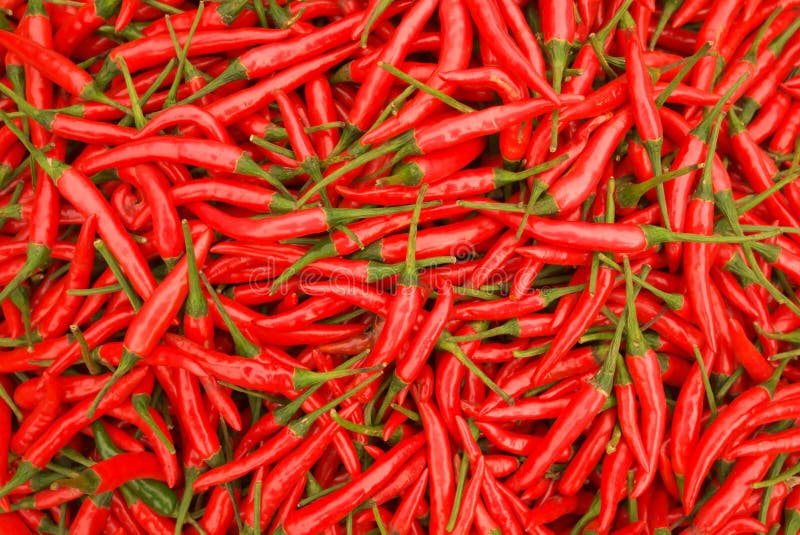 Hot red chilli stock image. Image of fresh, eating, seasoning - 60541383
