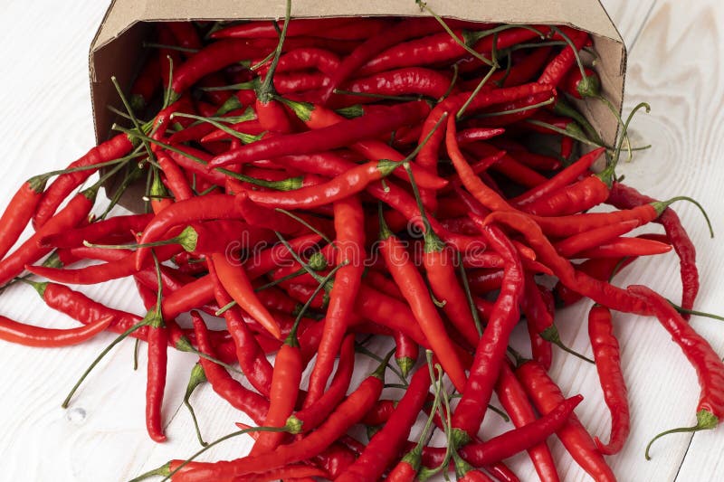 Red Chilli Andhra Hot Pepper. Stock Photo - Image of mexican, bunch ...