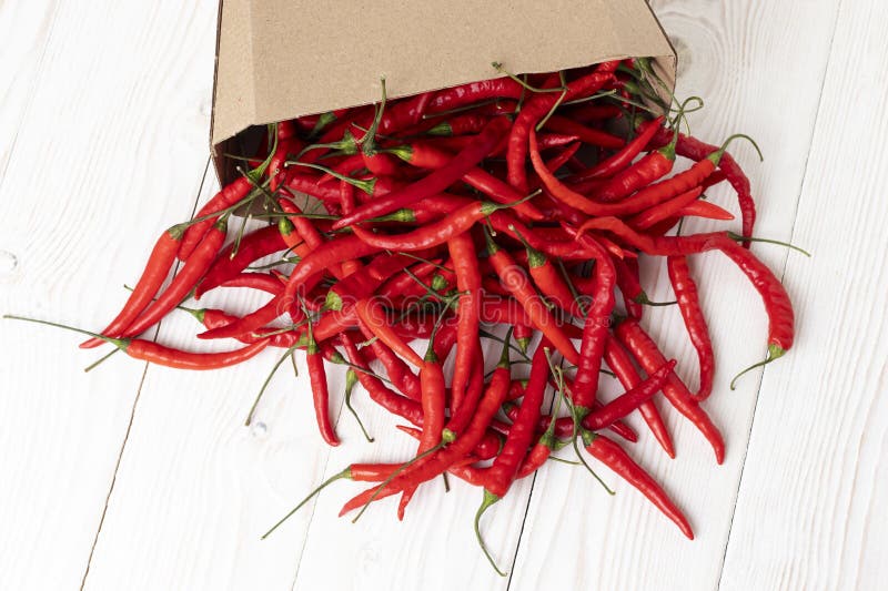 Red Chilli Andhra Hot Pepper. Stock Photo - Image of andhra, spice ...