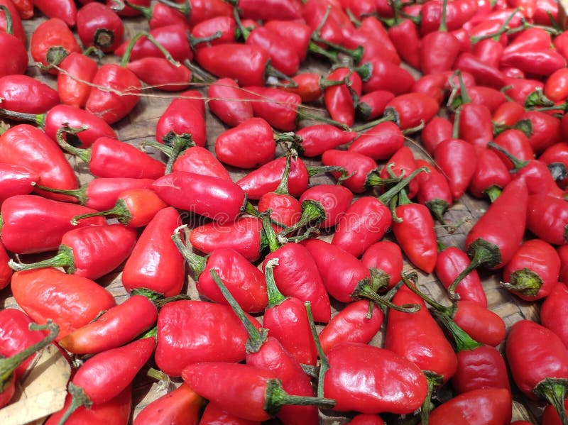 Red chilli being dried stock photo. Image of dried, chilli - 340772904