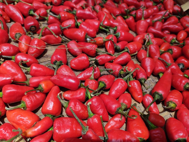 Red chilli being dried stock photo. Image of dried, chilli - 340772832