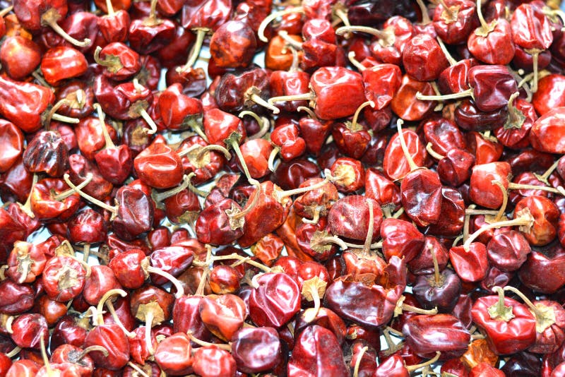 Red Chilli stock image. Image of curry, chilli, food - 79663321