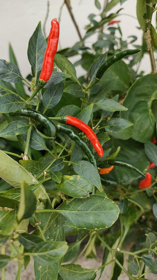 Red chilli is fresh stock photo. Image of wildflower - 210584022
