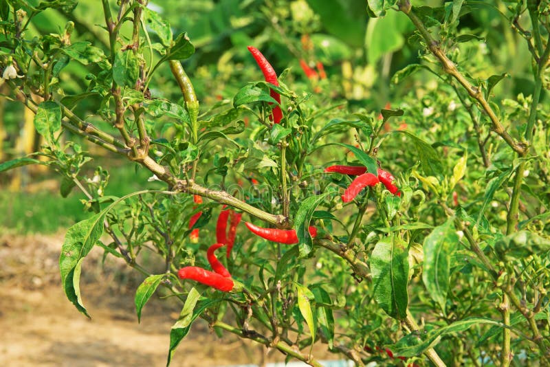 Red chilli fruit stock photo. Image of leaf, cooking - 93654284
