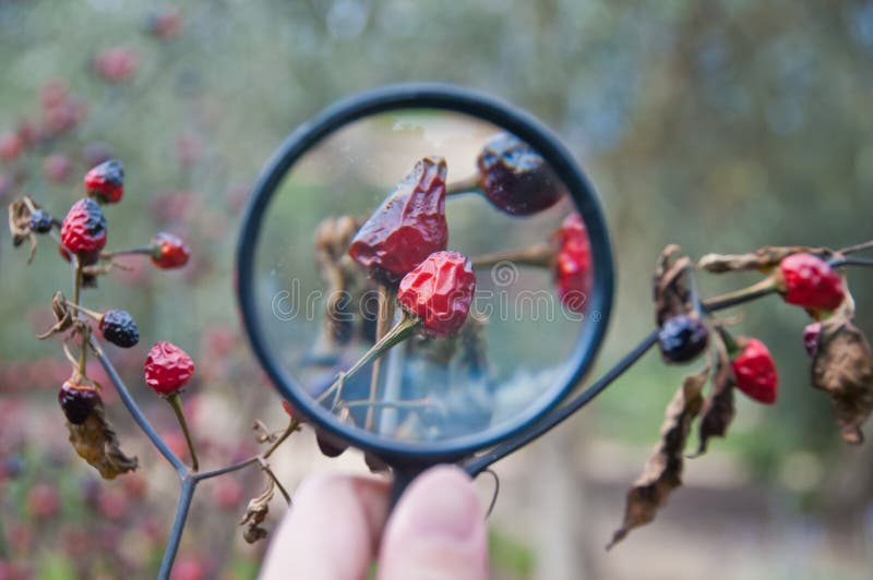 Red Chilli Fruit Zoom by Magnifier Stock Image - Image of fresh, farm ...