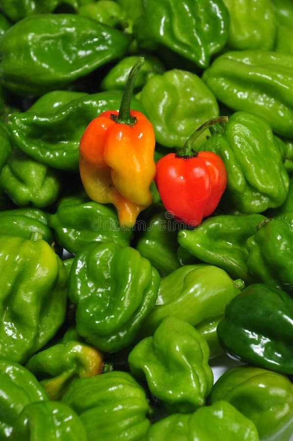 Red chilli habanero stock image. Image of fresh, diet - 23804987