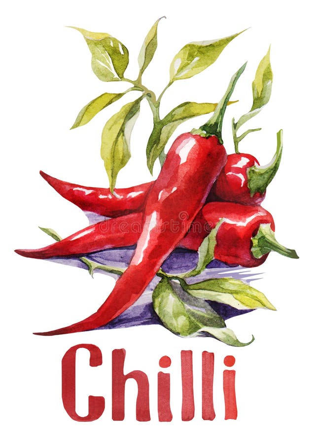 Red Chilli. Hand Drawing Watercolor on White Background with Title ...