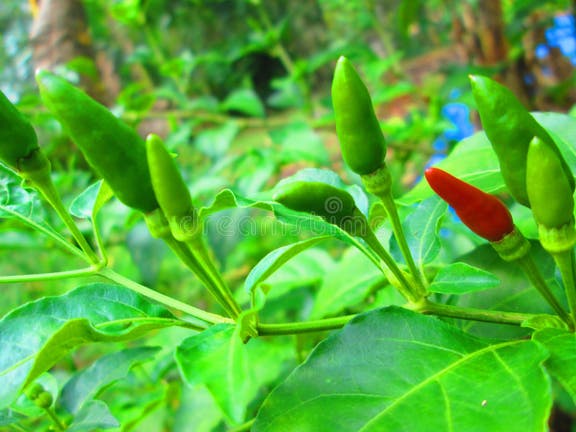 Red chilli stock image. Image of kerala, kanthari, chilli - 88082307
