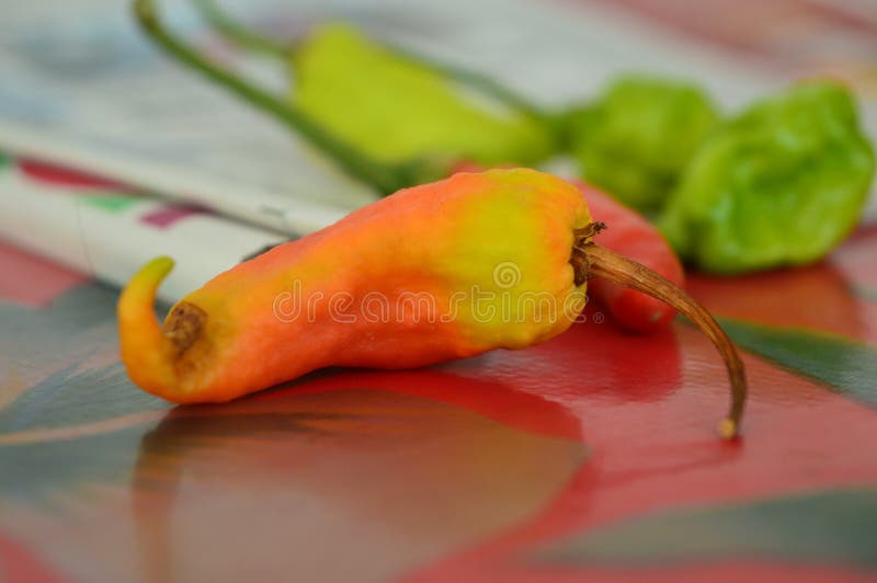 Chilli Macro Photo stock image. Image of dried, macro - 251842071