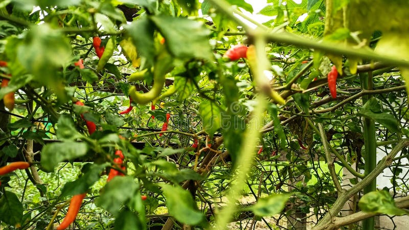Red chilli in the morning stock photo. Image of produce - 209967938