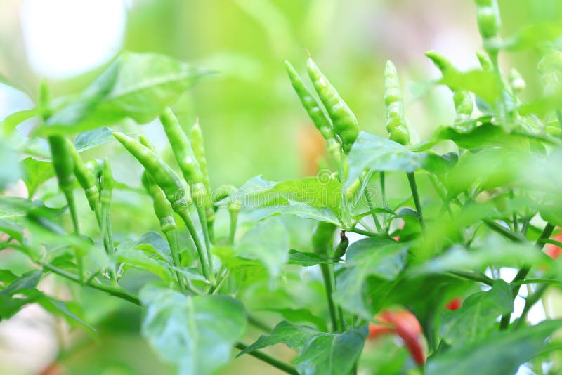 Red chilli in organic farm stock photo. Image of green - 128424928