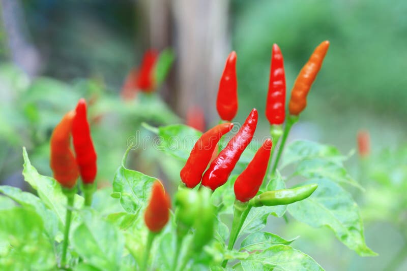 Healthy Red Chilli Pepper Food, With Stalk Stock Photo - Image of ...
