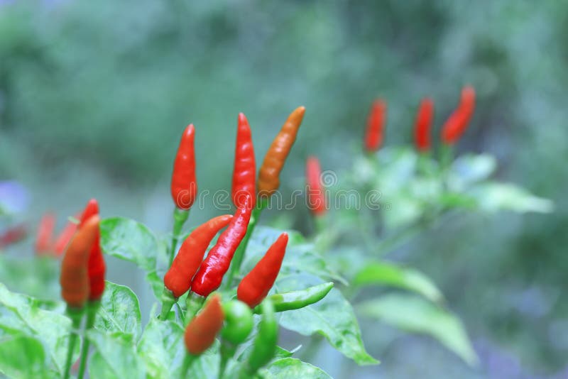 Red chilli in organic farm stock image. Image of farm - 128424961