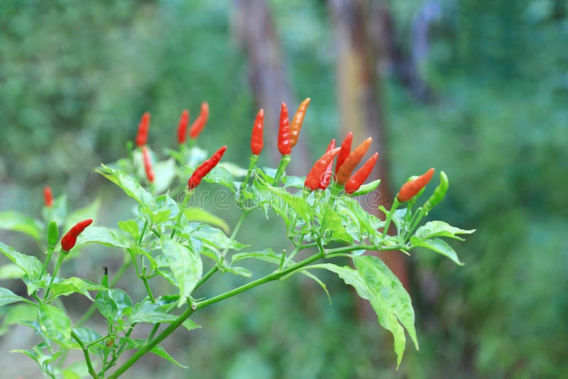 Red chilli in organic farm stock image. Image of green - 128424975