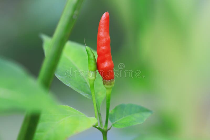 Red chilli in organic farm stock image. Image of blossom - 128424977