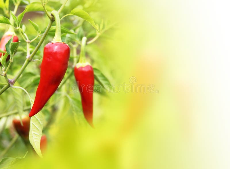 Red Chilli Pepper on a Green Background Stock Image - Image of growing ...