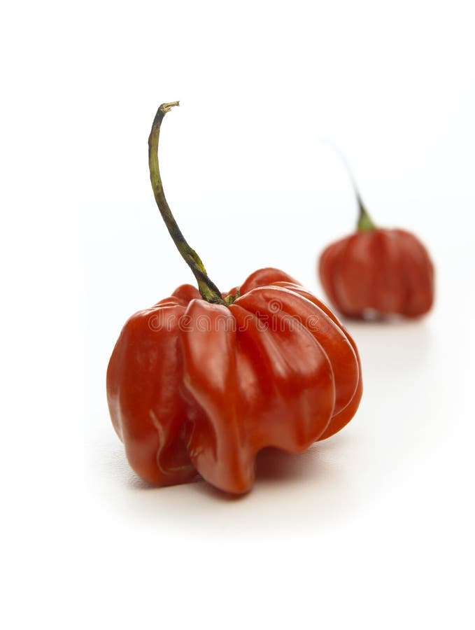 Scotch bonnet pepper stock photo. Image of chilli, mouth - 3947904