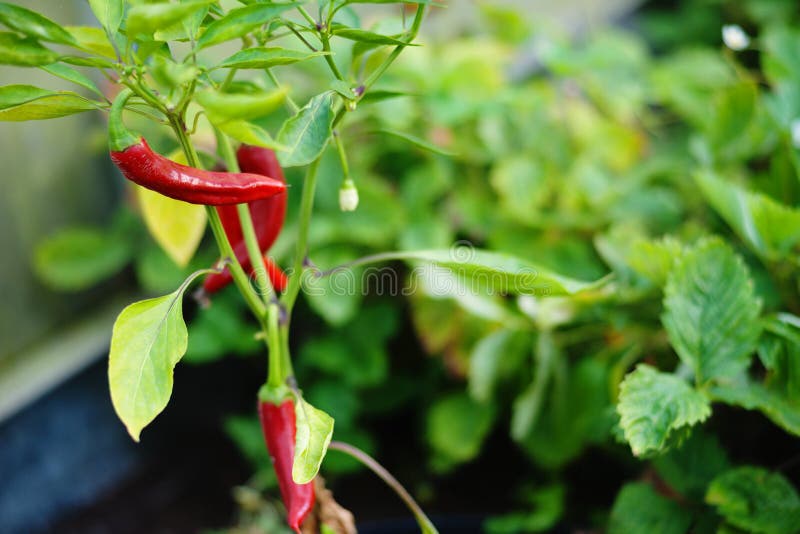 Red chilli pepper plant stock photo. Image of spice, ingredient - 85685512