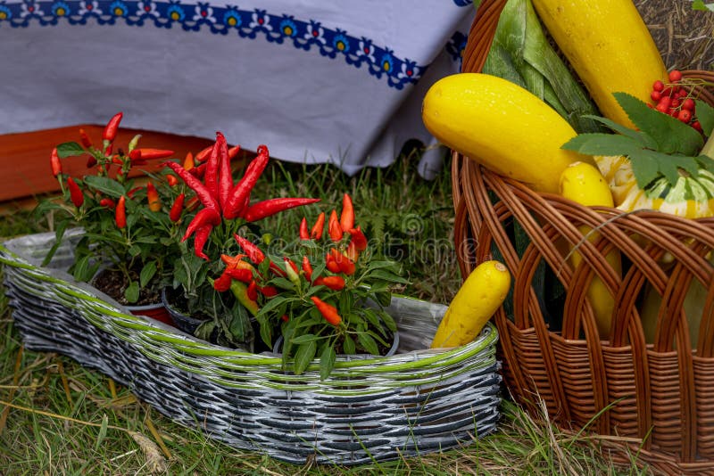 Red Chilli Pepper Plants and Yellow Squash in Wicker Baskets. Stock ...