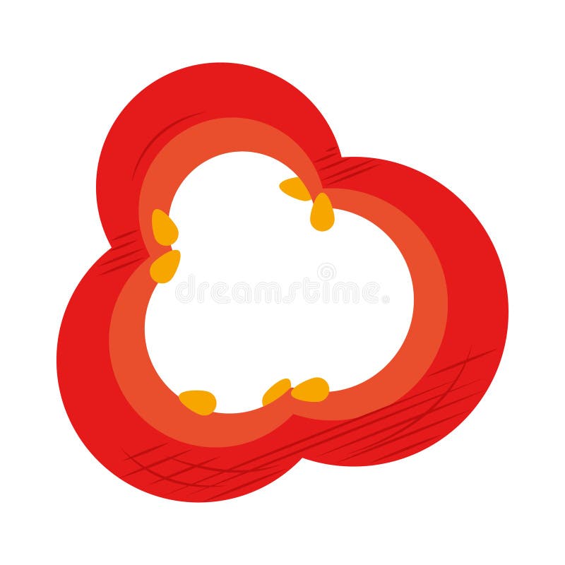 Red chilli pepper slice stock vector. Illustration of chili - 273156805