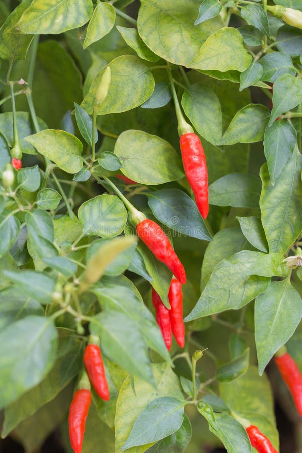 Red Chilli Peppers, Chili, Chile Stock Photo - Image of asia, curry ...