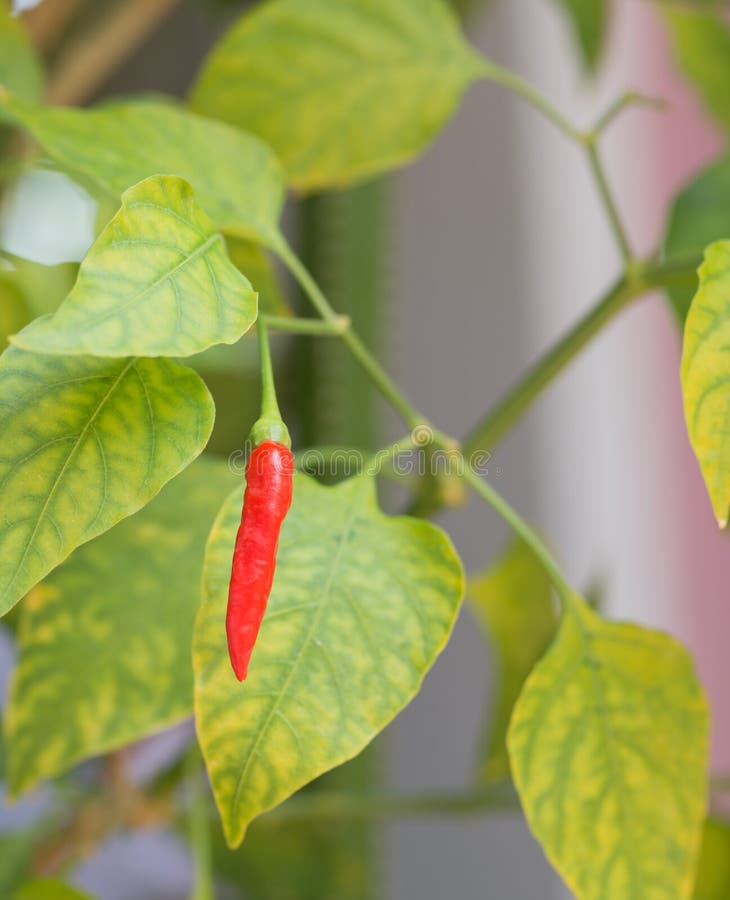 Red Chilli Peppers, Chili, Chile Stock Photo - Image of growth, green ...