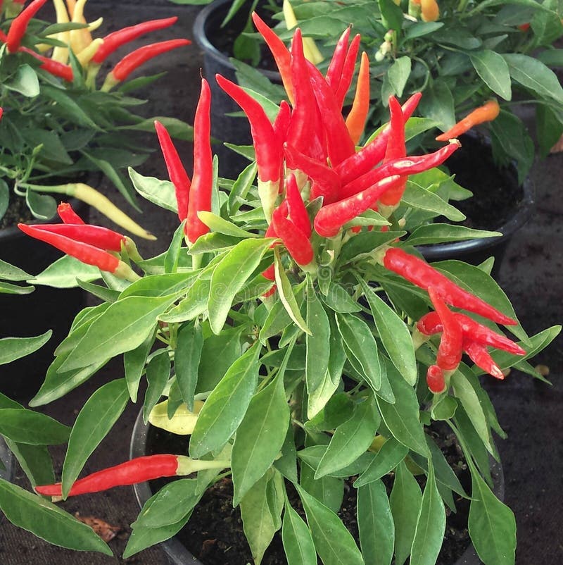 20180807 Red Chilli Peppers Stock Photo - Image of chilli, plant: 125548322