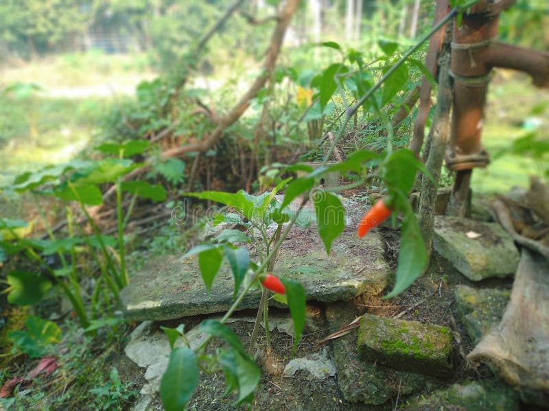 Red chilli picture stock image. Image of nature, food - 200317027