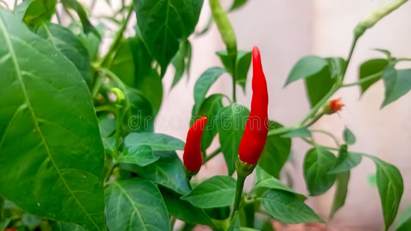Red Chilli Plant or Cabe Rawit Stock Image - Image of plant, chilli ...