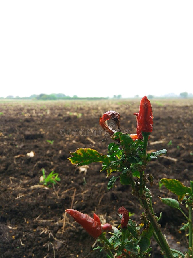 Red chilli plant in field stock image. Image of chilli - 167752271