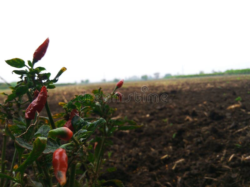 Red chilli plant in field stock photo. Image of field - 167752244
