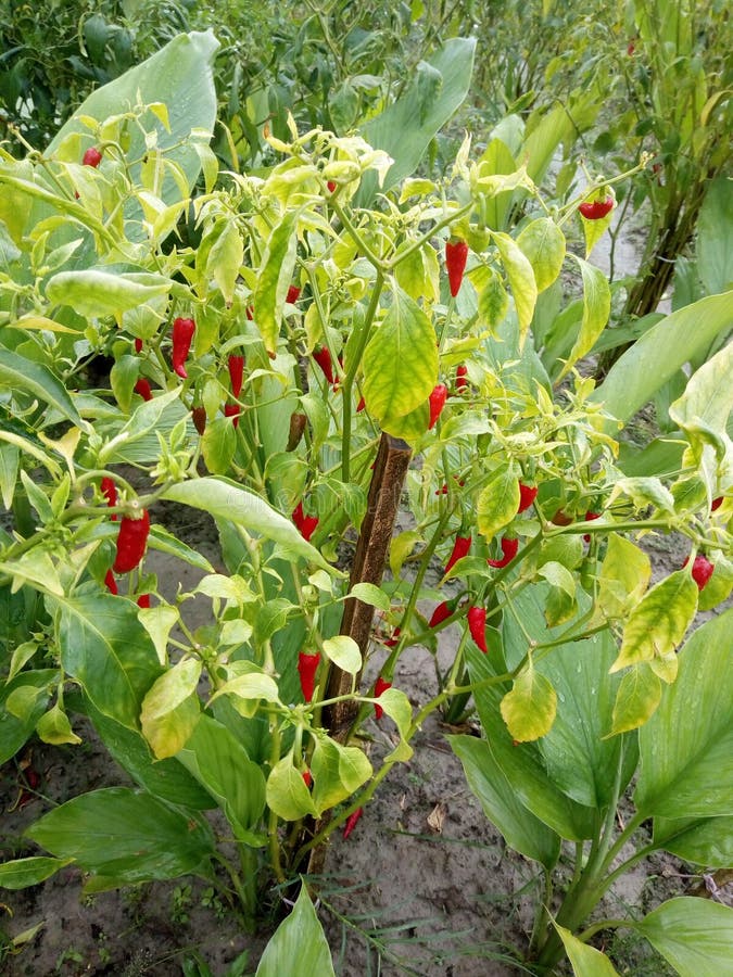 Red chilli plants stock image. Image of crop, berry - 225257013