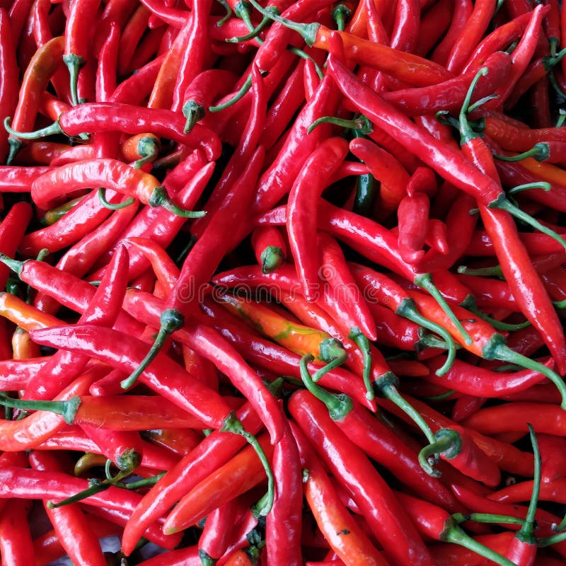 Red chilli stock image. Image of ingredients, chilli - 105559417
