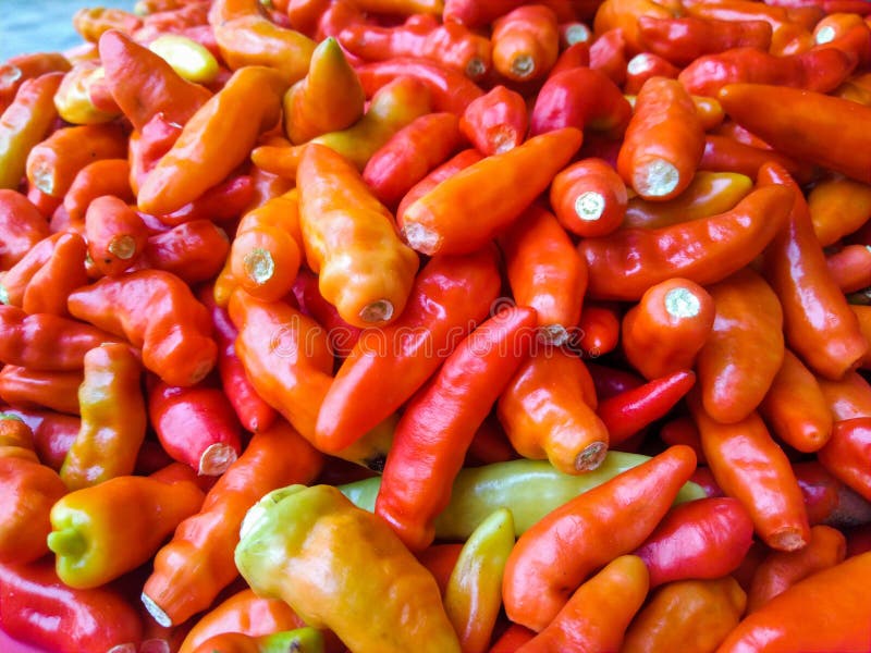 Red chilli is really spicy stock photo. Image of chilli - 254266942