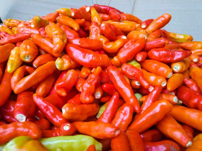 Red chilli is really spicy stock image. Image of gourd - 254267103